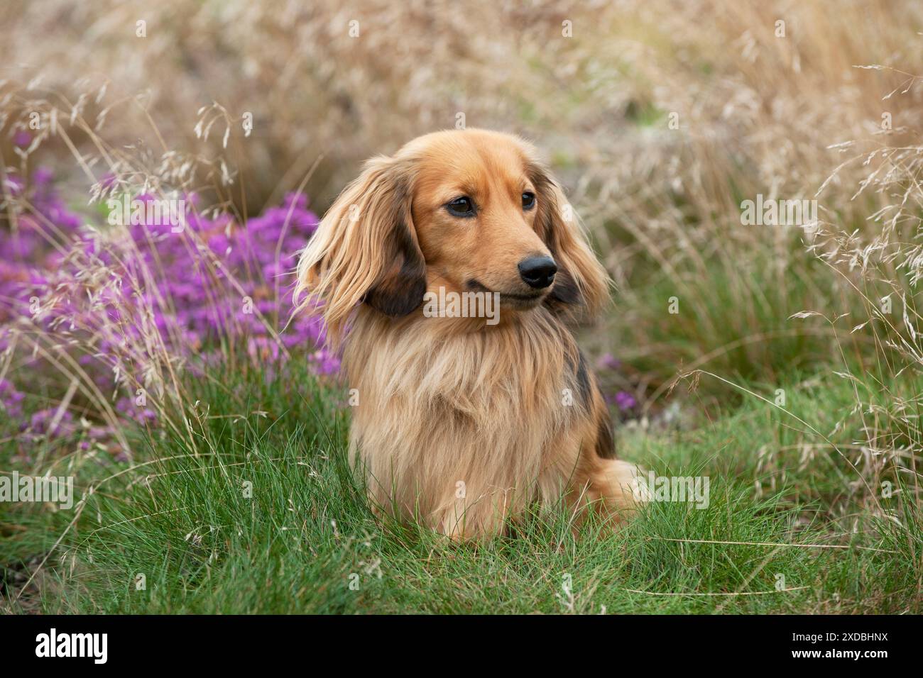 Miniature long haired dachshund Stock Photo - Alamy