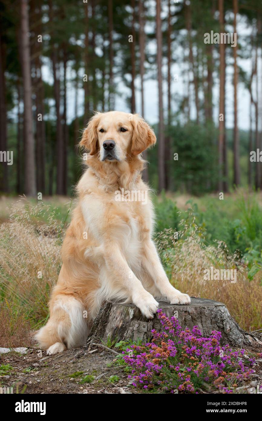 Golden tree stump hi-res stock photography and images - Alamy