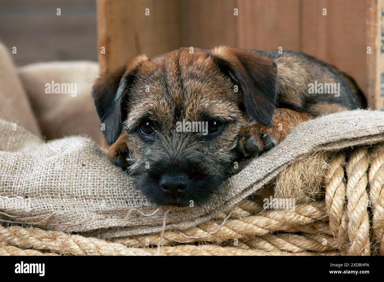 Border terriers puppy hi-res stock photography and images - Alamy