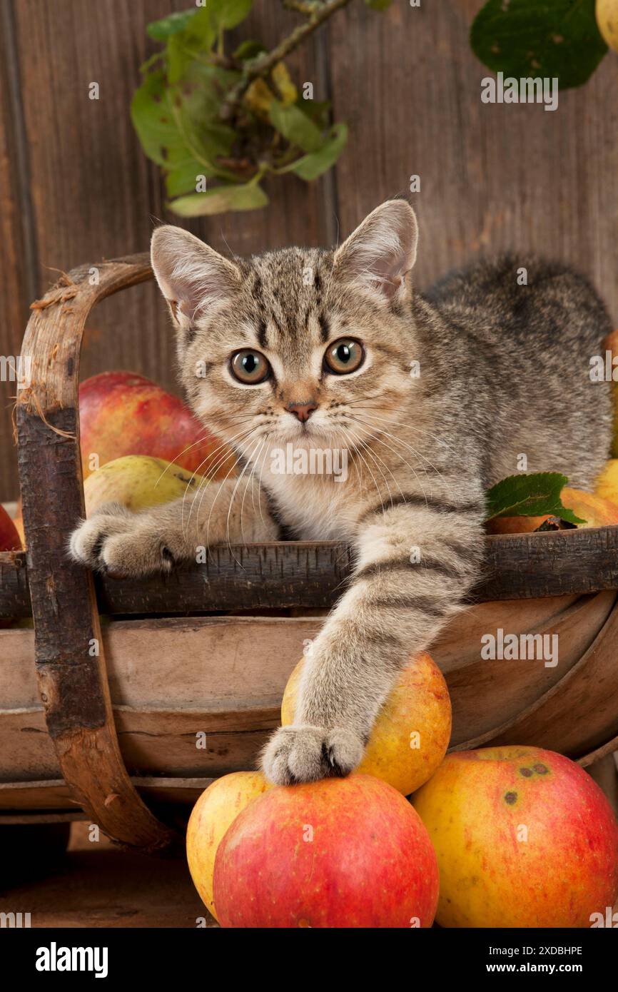 CAT - British shorthaired kitten laying on basket of apples Stock Photo ...