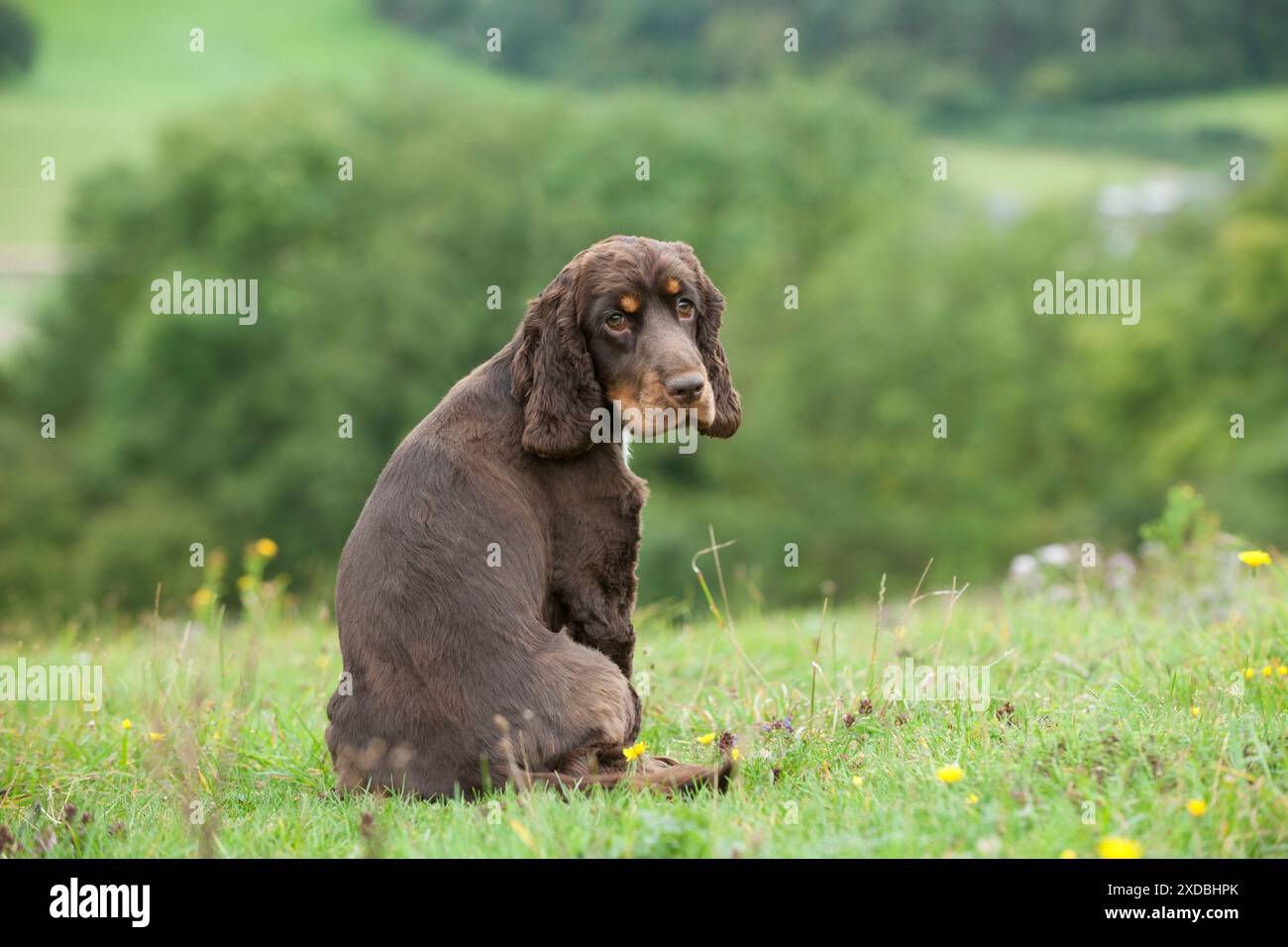 DOG - Cocker spaniel sitting looking over its shoulder Stock Photo - Alamy