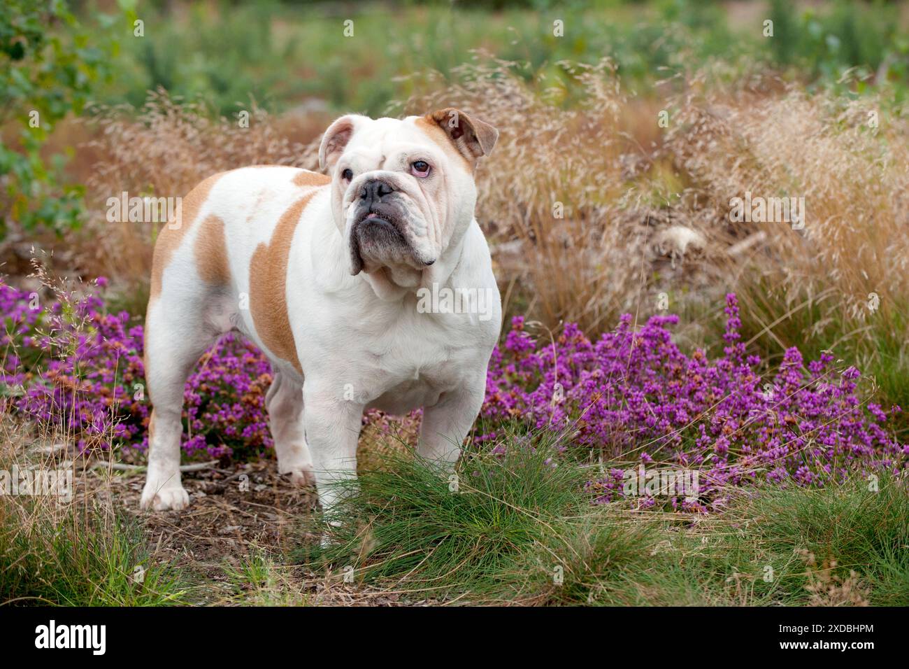 English dog breeds hi-res stock photography and images - Alamy