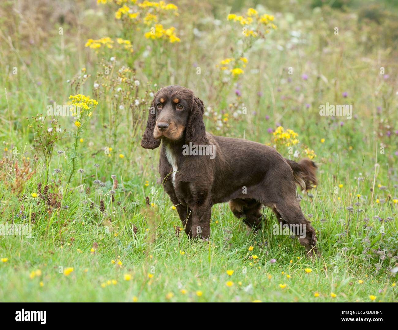 Cocker spaniel flowers hi-res stock photography and images - Alamy