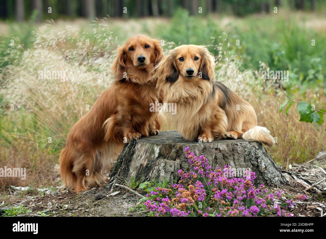 Long haired dachshund sitting on hi-res stock photography and images ...