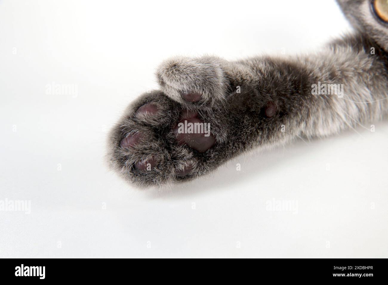 Animal abnormalities hi-res stock photography and images - Alamy