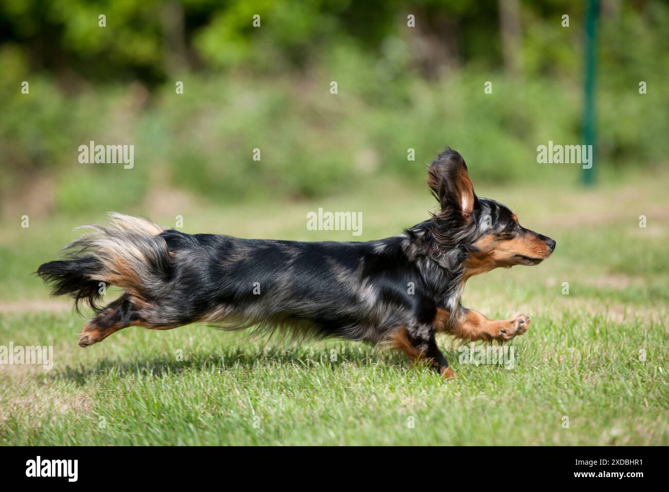 DOG - Miniature long haired dachshund running in garden Stock Photo - Alamy