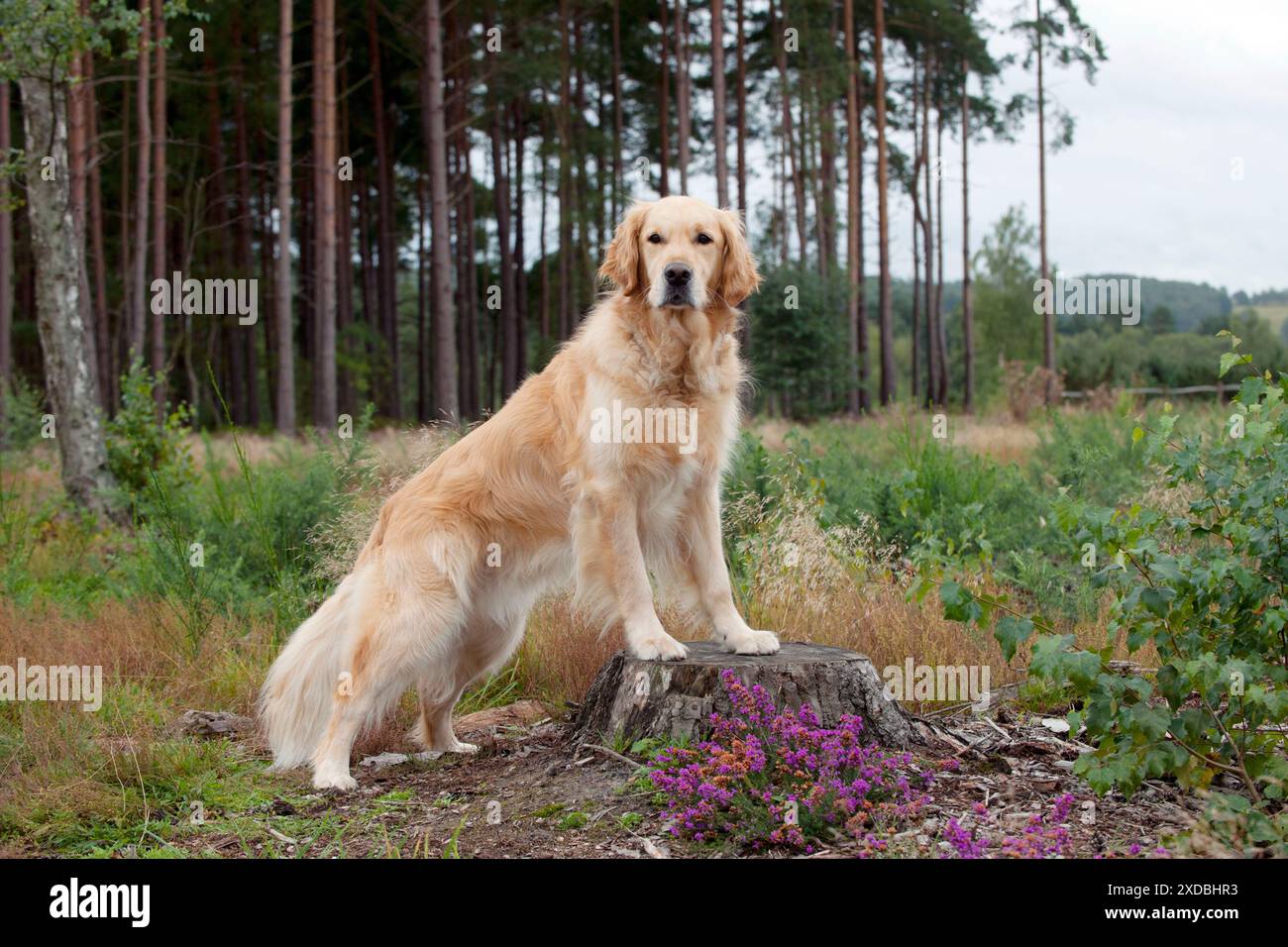 Golden tree stump hi-res stock photography and images - Alamy