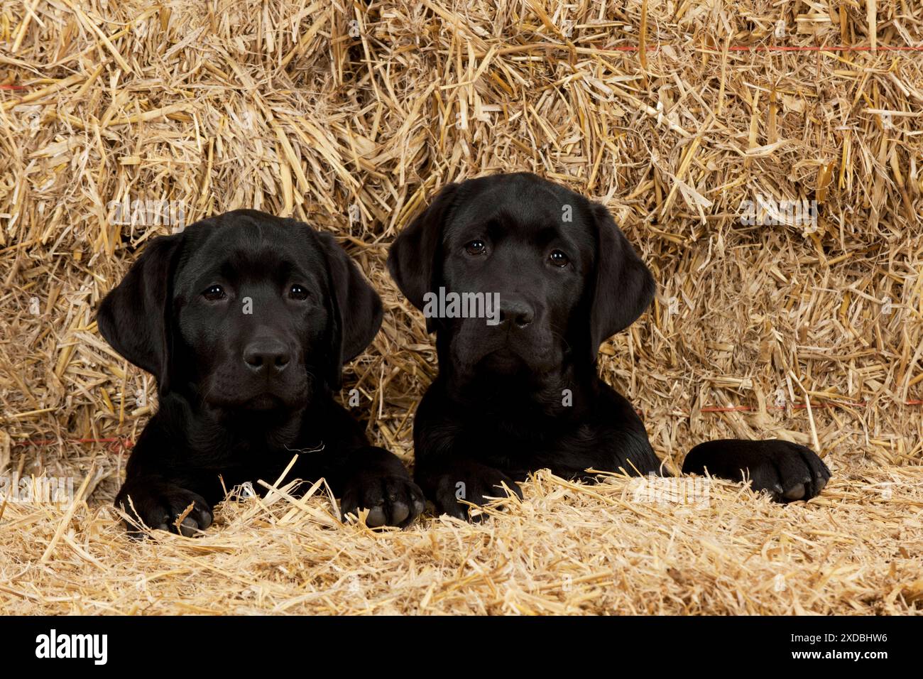 DOG - Black labradors lying together in straw Stock Photo - Alamy
