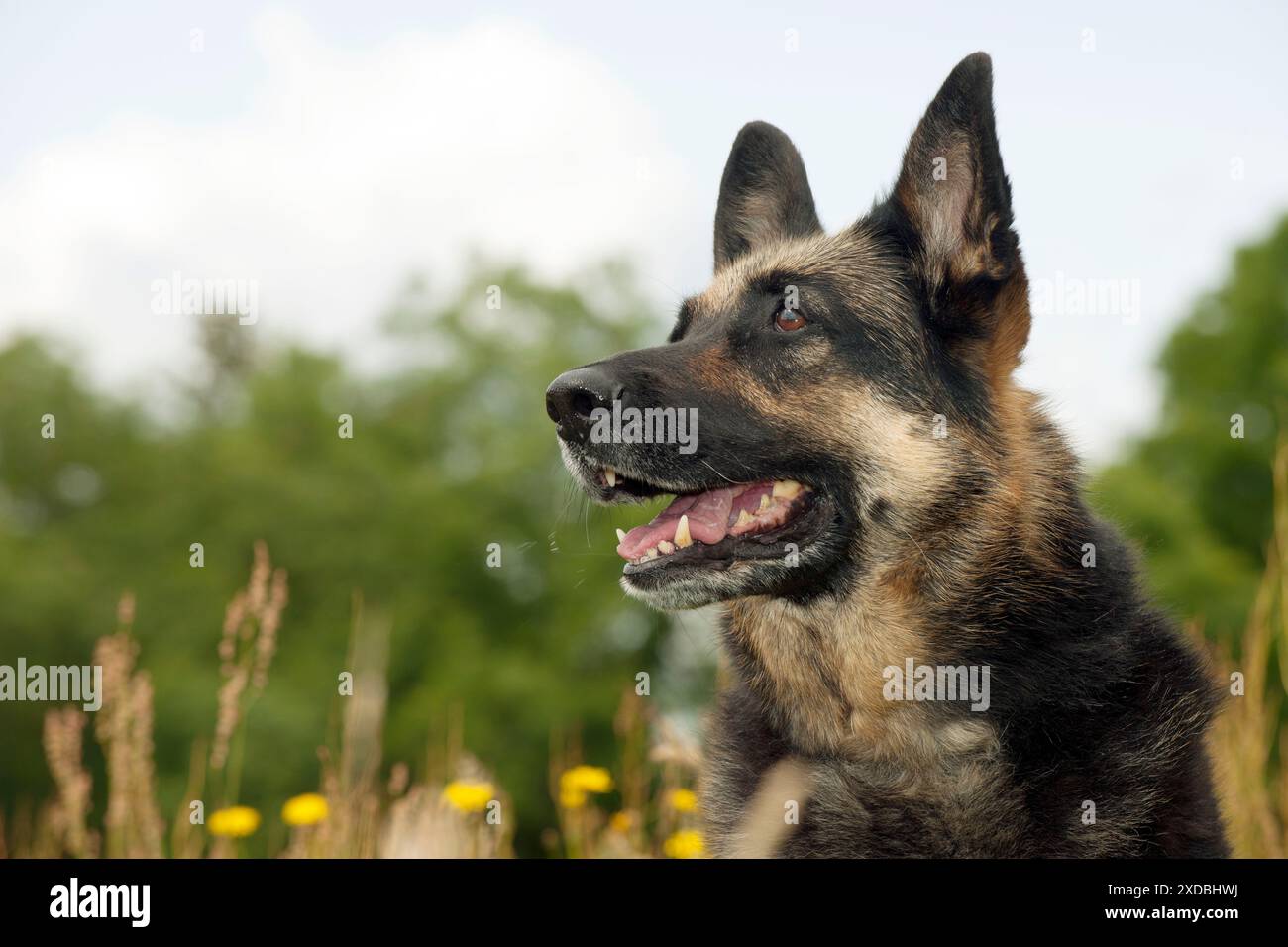 DOG - German shepherd (head shot Stock Photo - Alamy