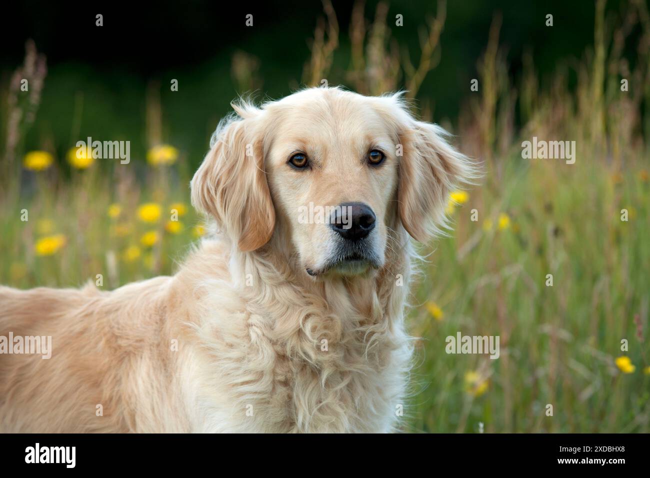 DOG - Golden retriever (head shot Stock Photo - Alamy