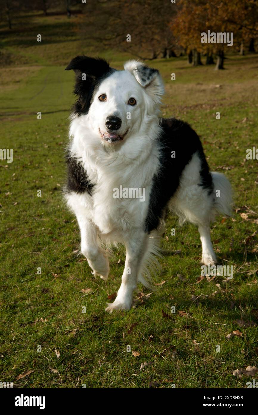 Cute dog border collie hi-res stock photography and images - Alamy