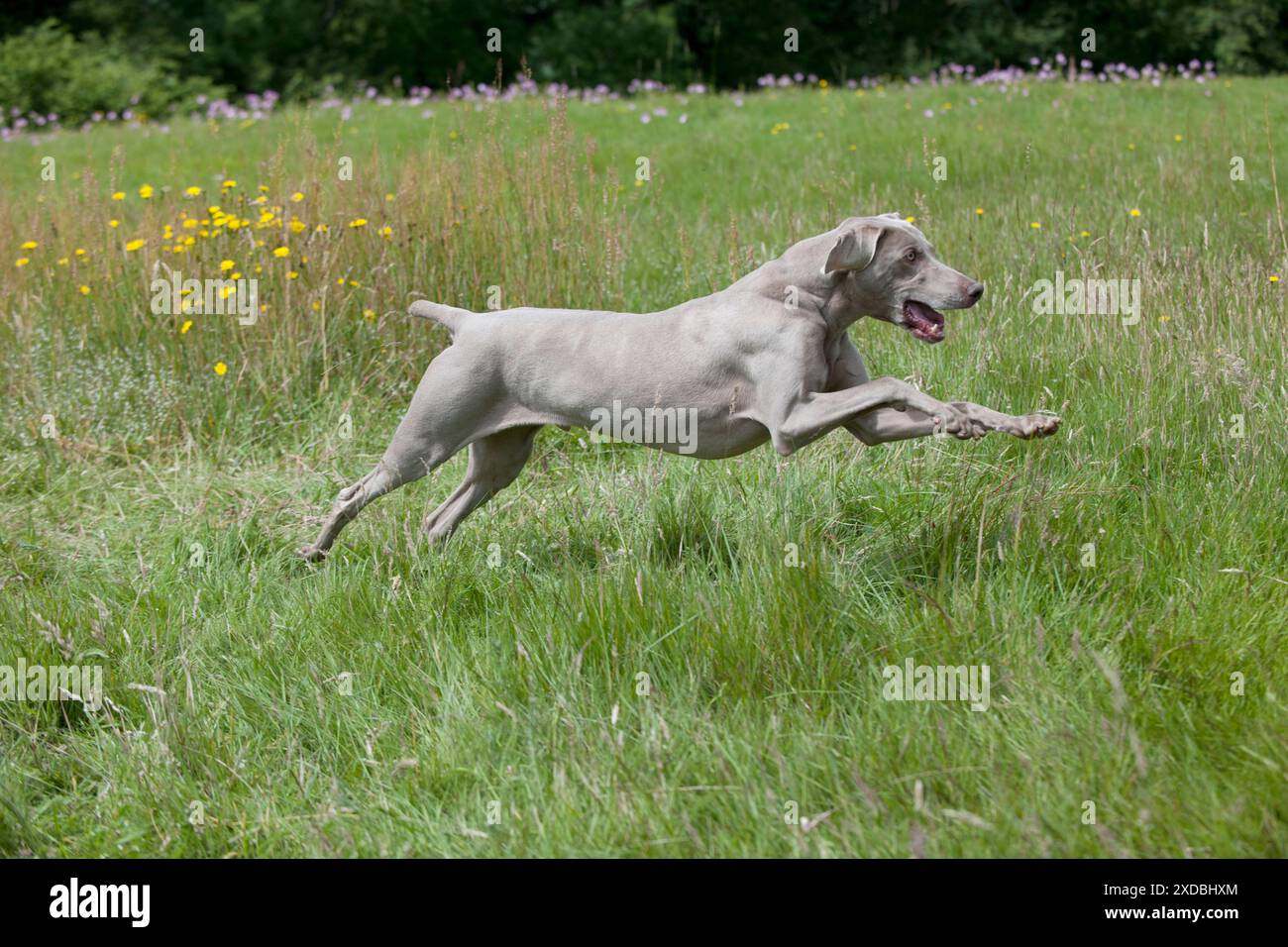 Weimaraner running hi-res stock photography and images - Alamy
