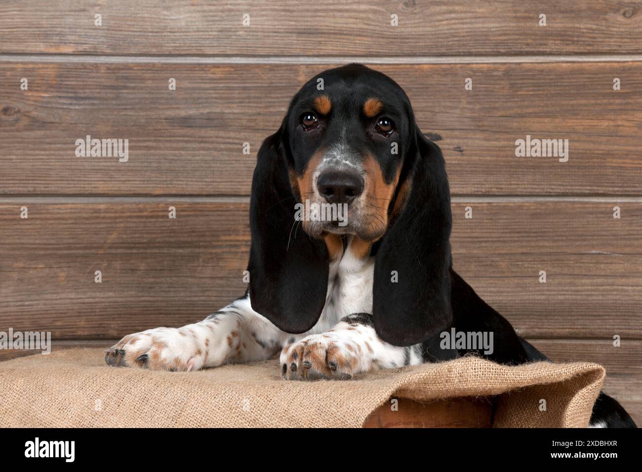 Puppy in a box hi-res stock photography and images - Alamy