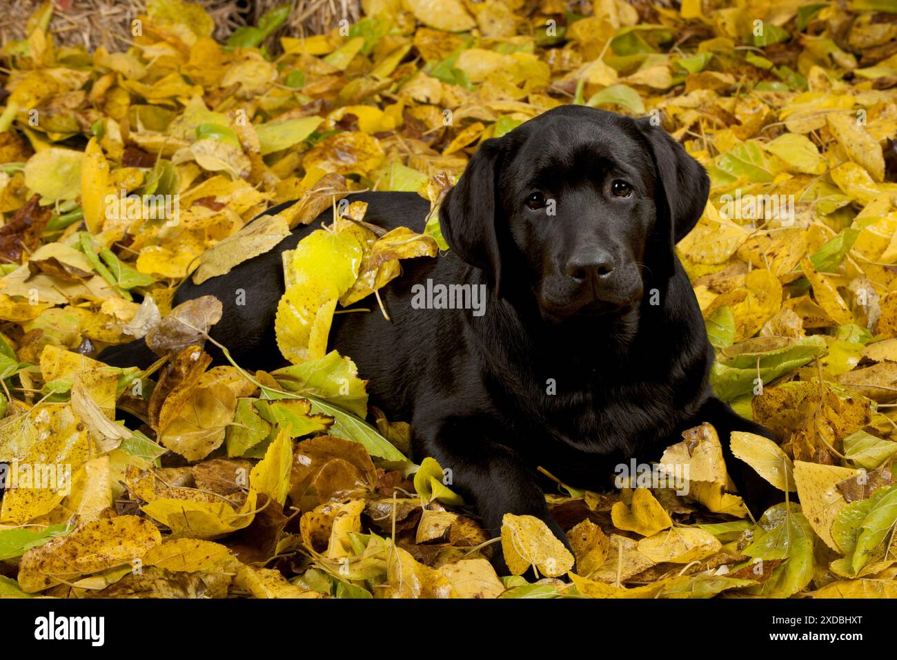 DOG - Black labrador laying in leaves Stock Photo - Alamy