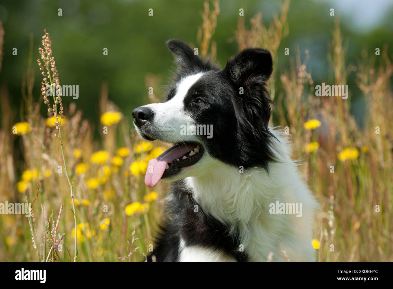 DOG - Border collie (head shot Stock Photo - Alamy