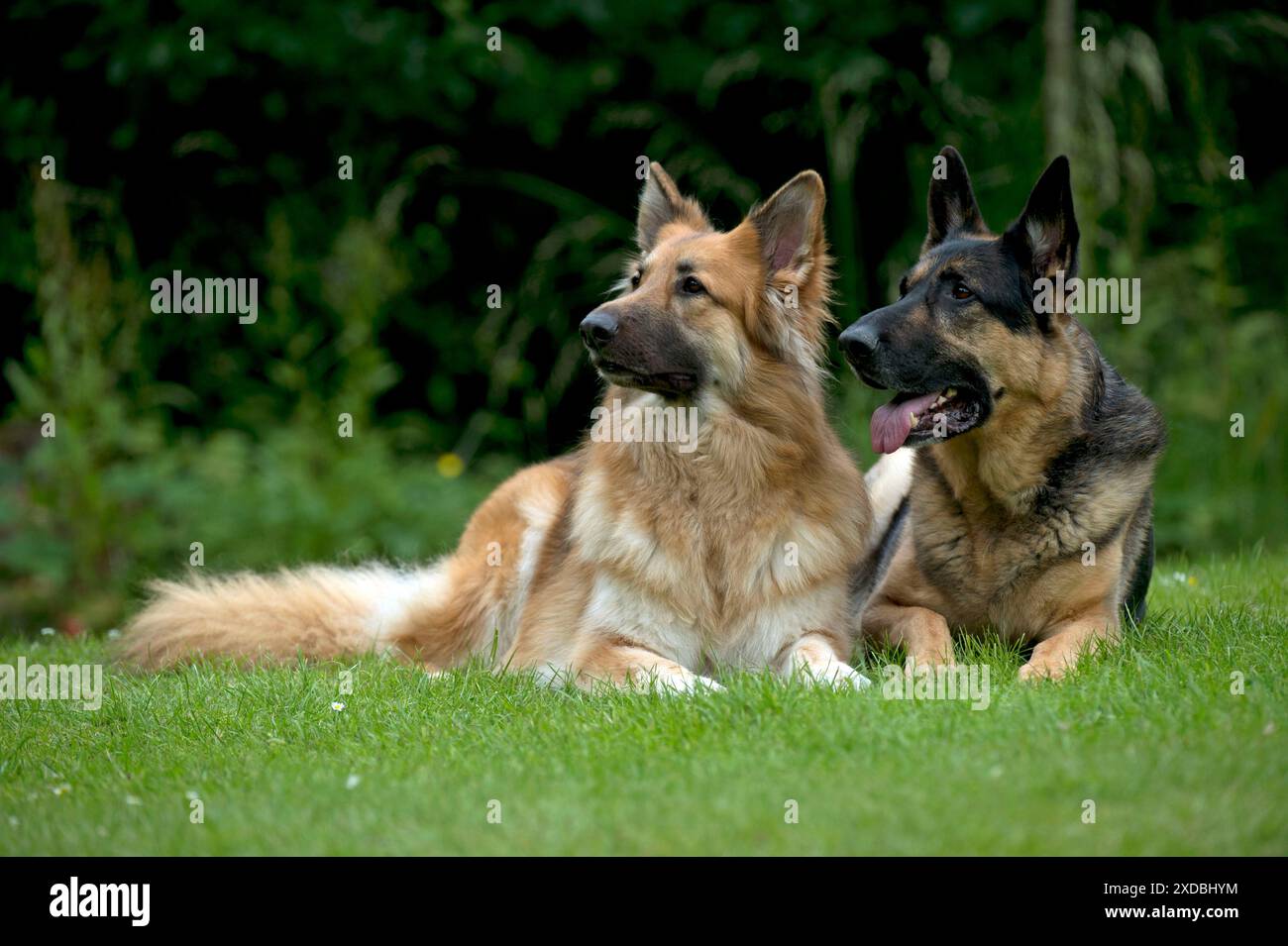 Two dogs together hi-res stock photography and images - Alamy
