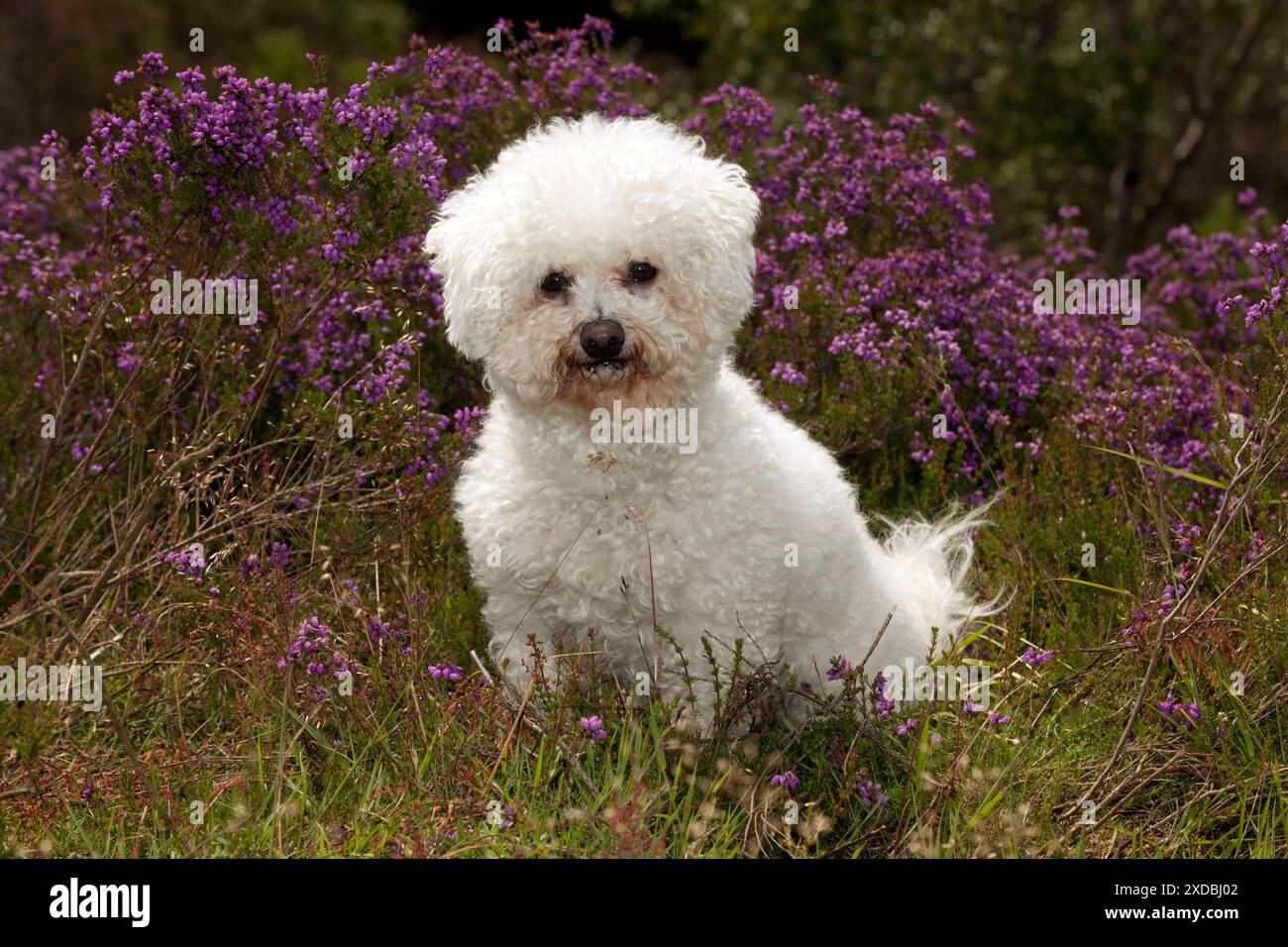DOG - Bichon frise Stock Photo - Alamy
