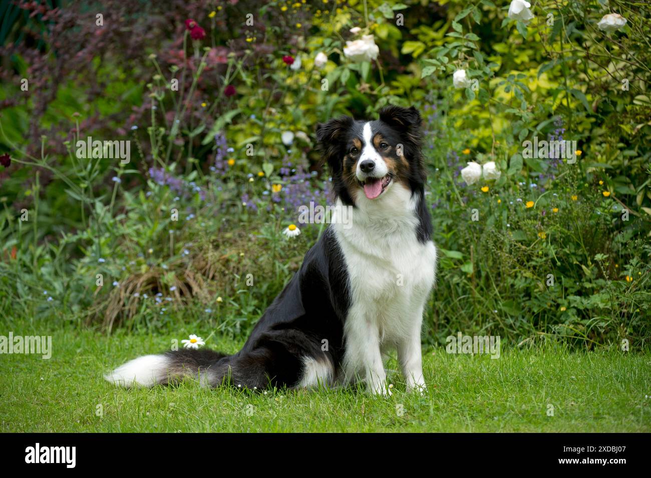 DOG - Border collie sitting in the garden Stock Photo - Alamy