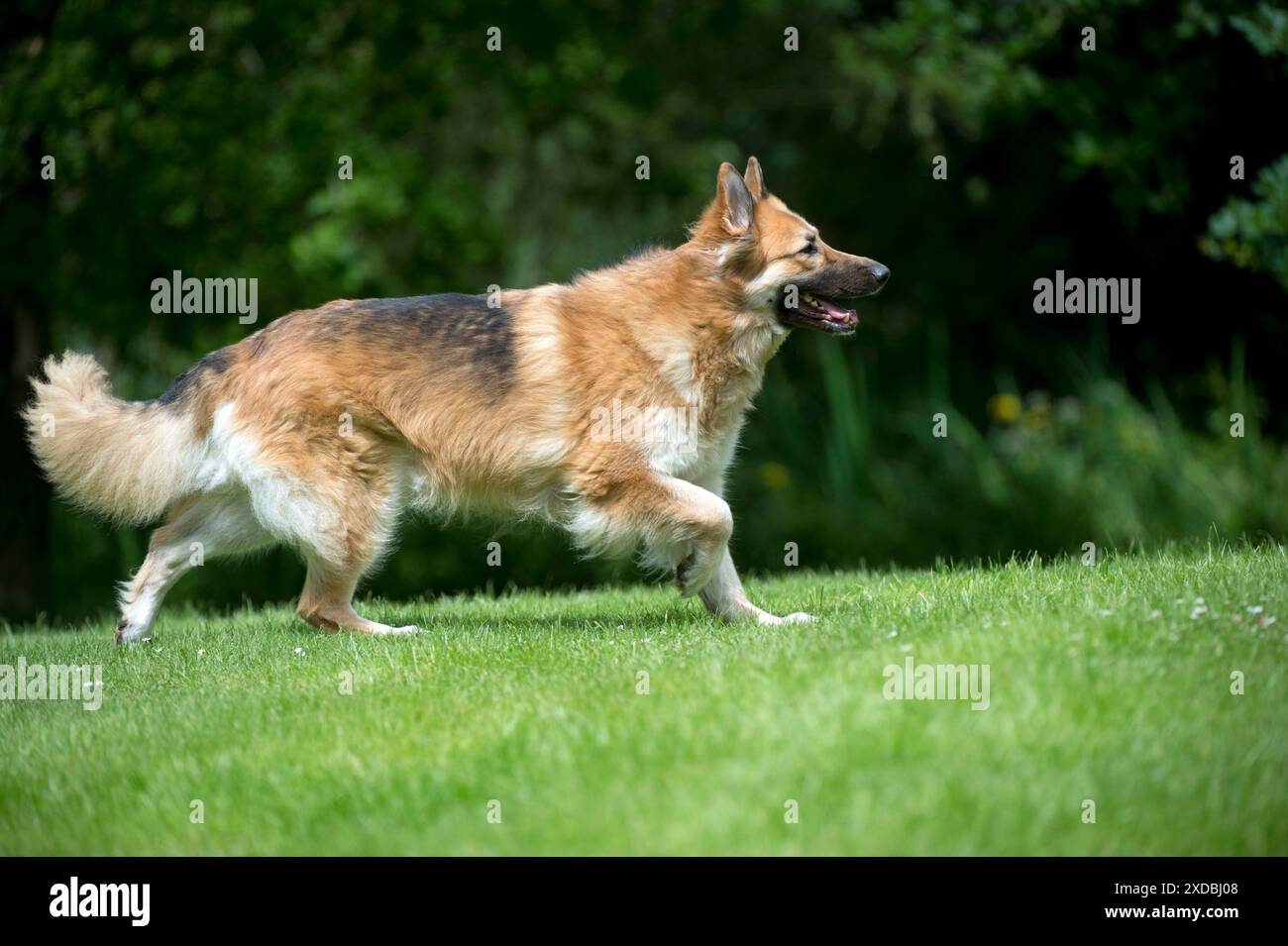 DOG - German shepherd dog - running through garden Stock Photo - Alamy