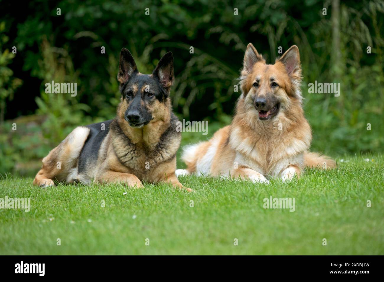 Two dogs together hi-res stock photography and images - Alamy