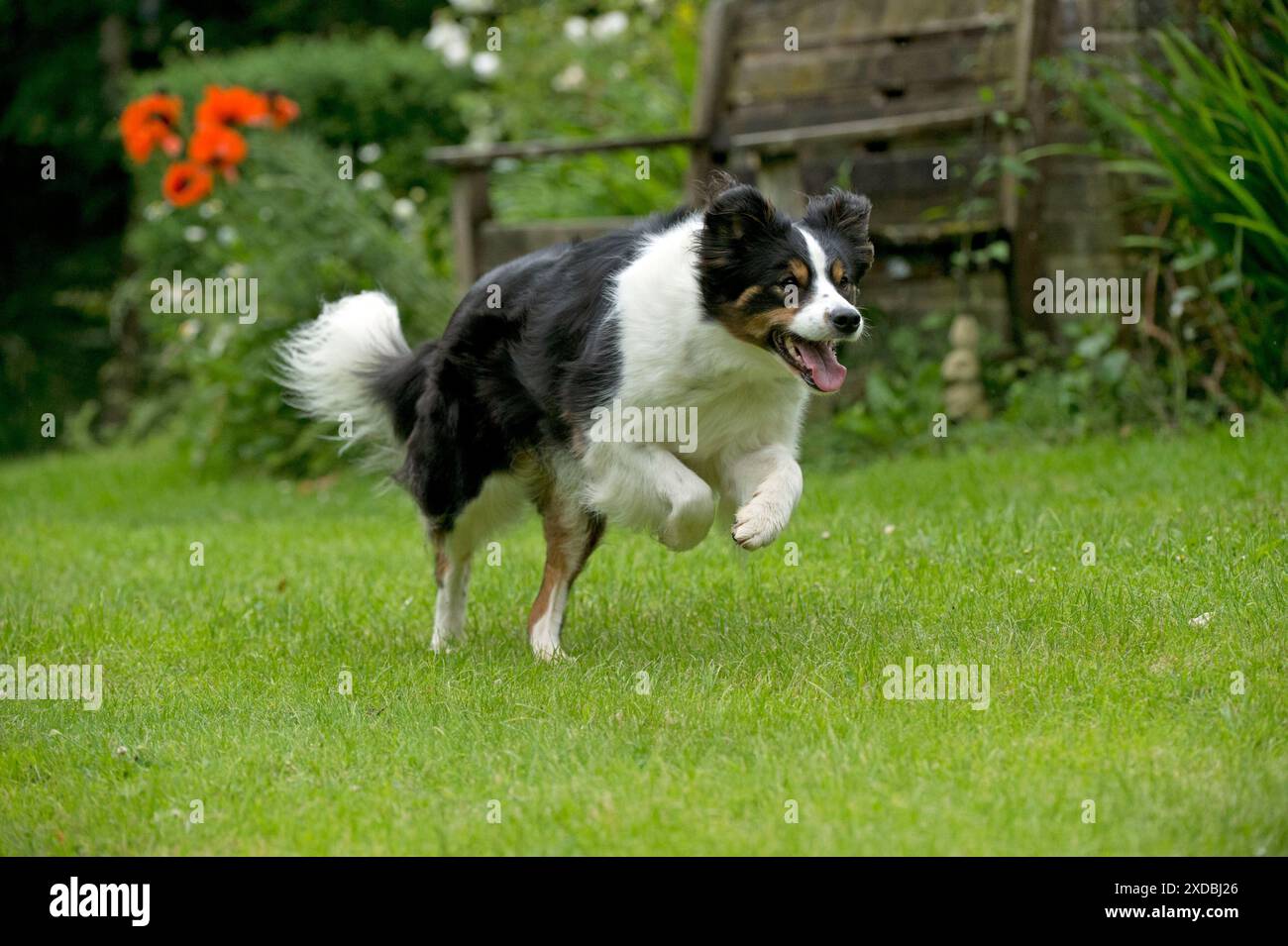 DOG - Border collie running through the garden Stock Photo - Alamy