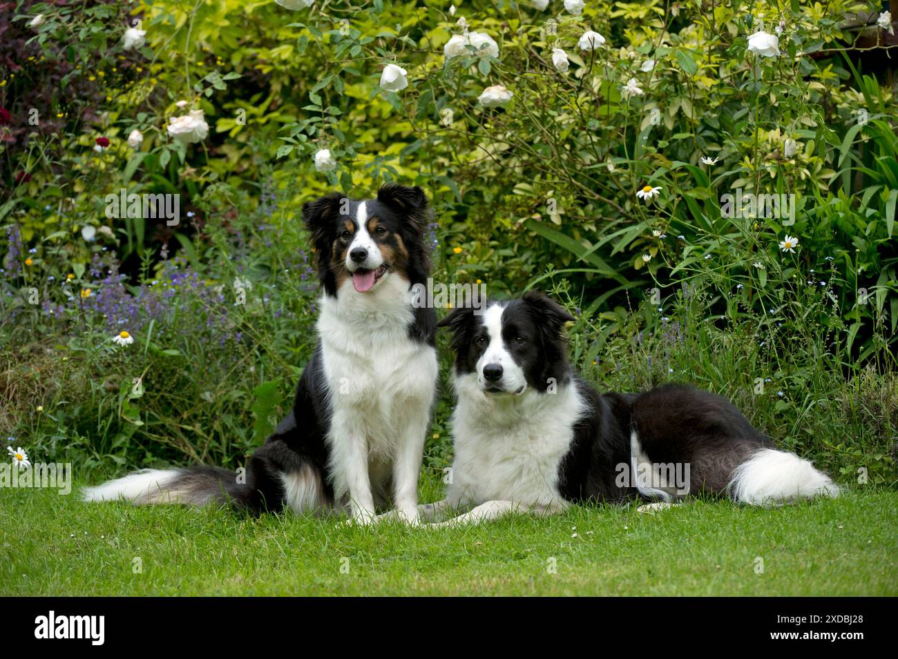 DOG - Border collies sitting in the garden Stock Photo - Alamy