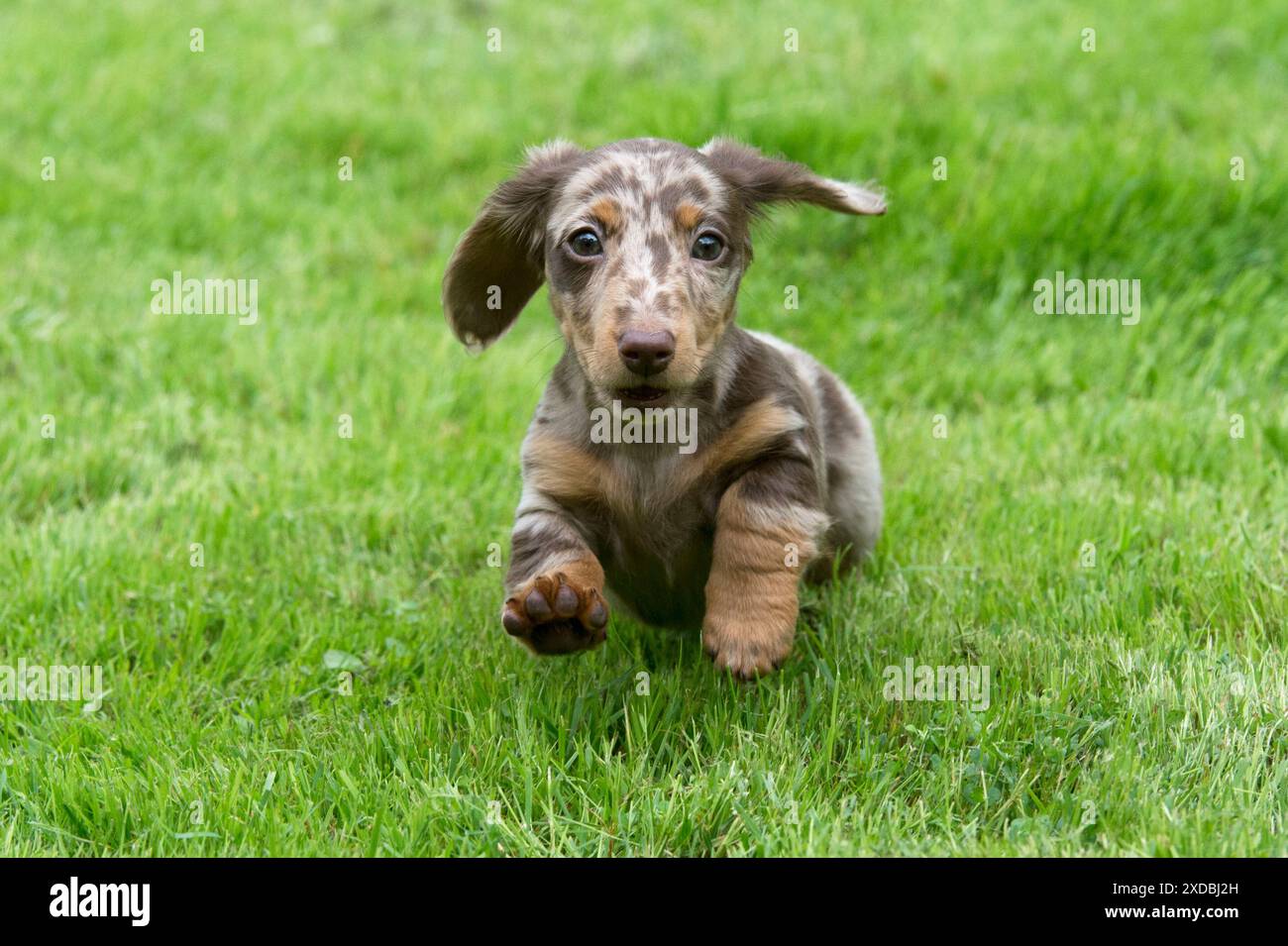 DOG - Miniature Short Haired Dachshund - puppy Stock Photo - Alamy