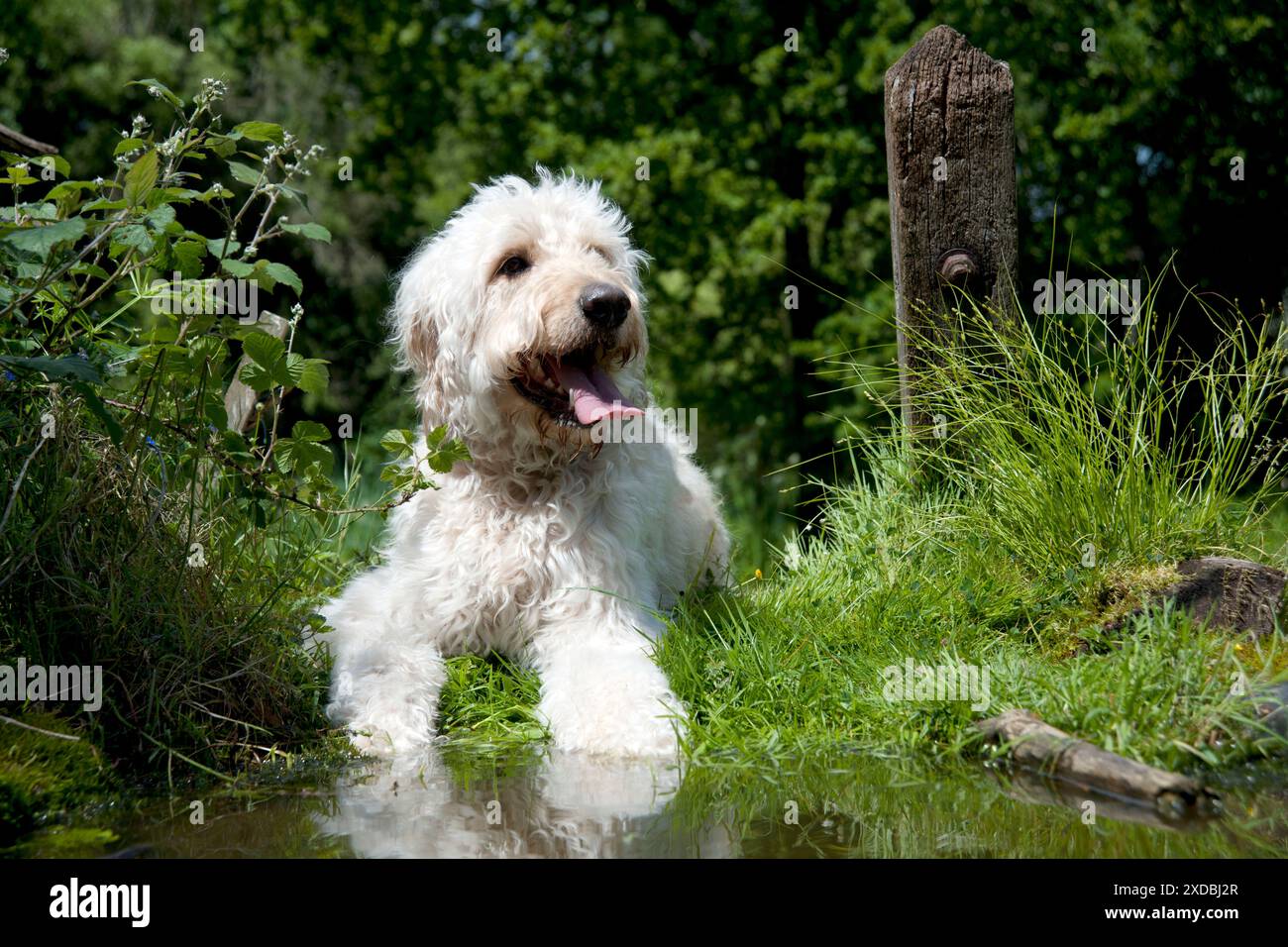 DOG - Goldendoodle standing at the edge of a pond Stock Photo - Alamy