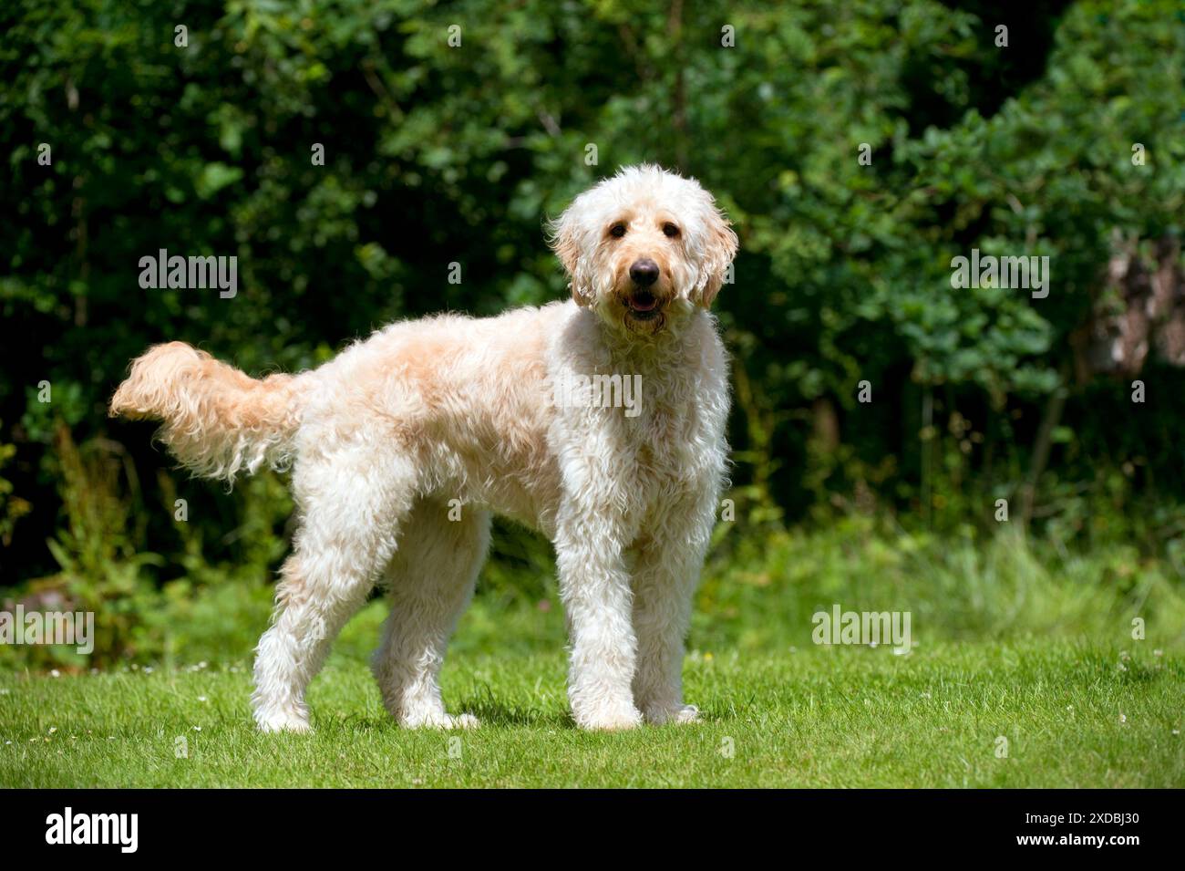 Goldendoodle breed hi-res stock photography and images - Alamy