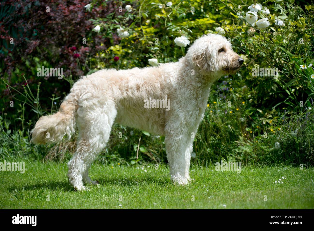 Goldendoodle breed hi-res stock photography and images - Alamy