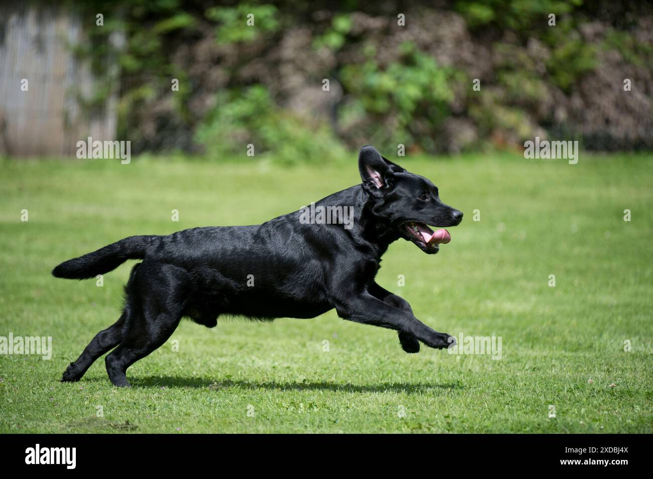 DOG - Black labrador running in garden Stock Photo - Alamy