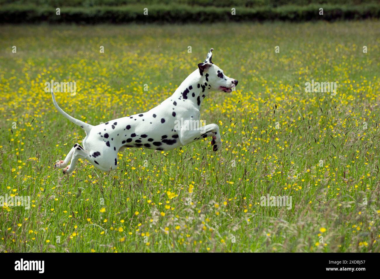 DOG - Dalmatian running through buttercup field Stock Photo - Alamy