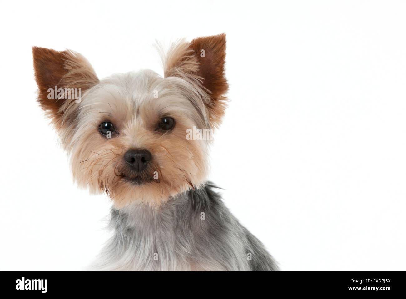 DOG - Yorkshire terrier (head shot Stock Photo - Alamy