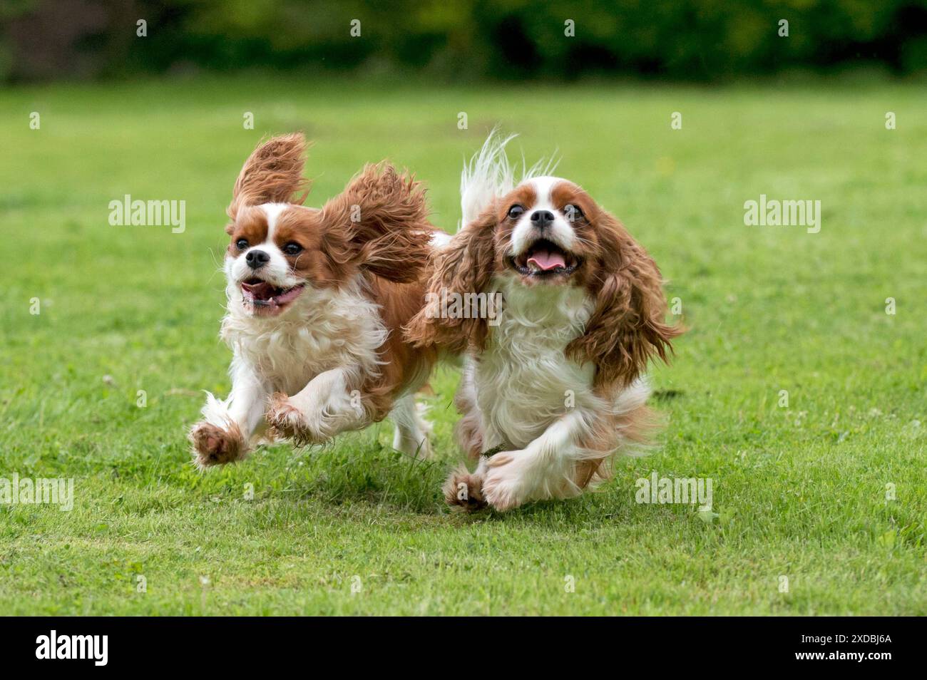 DOG - Cavalier King Charles' running in garden Stock Photo - Alamy