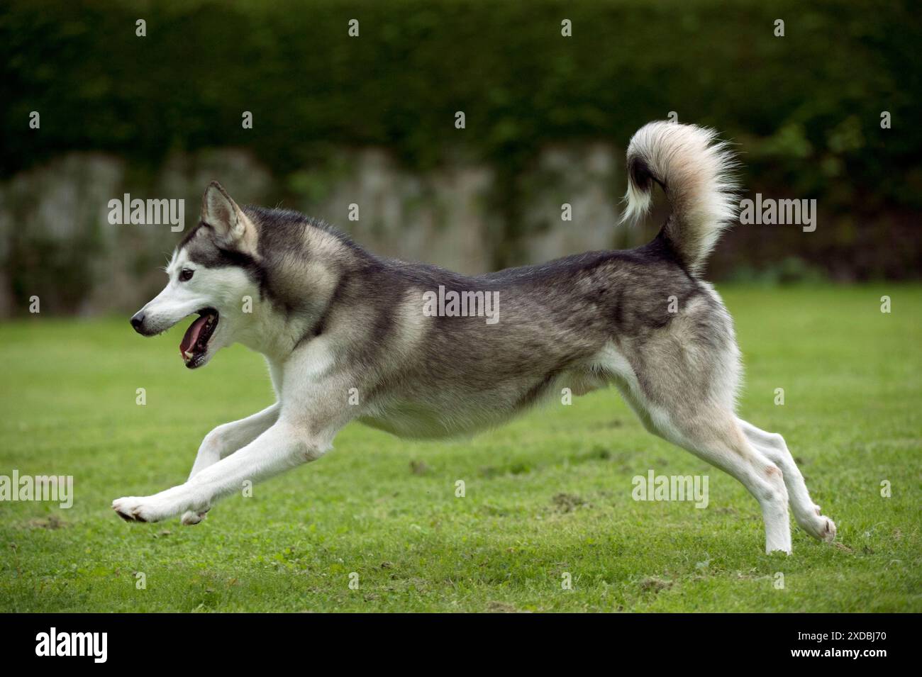 DOG - Siberian Husky - running through garden Stock Photo - Alamy