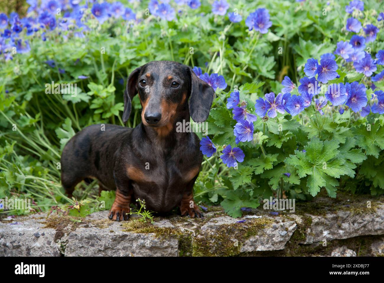 DOG - Miniature Short Haired Dachshund in garden Stock Photo - Alamy