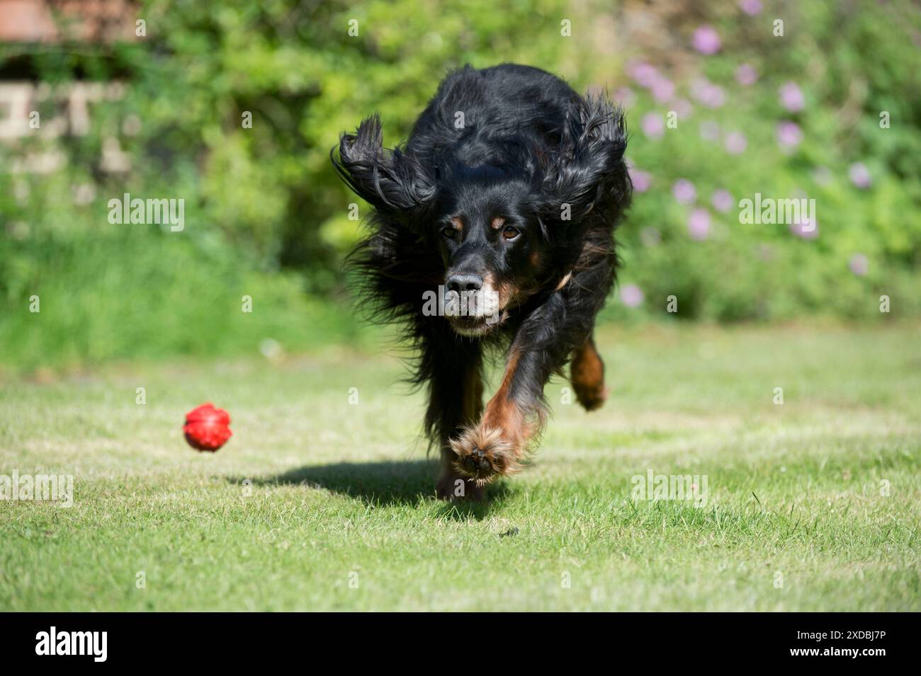 Dog playing outside in hi-res stock photography and images - Alamy