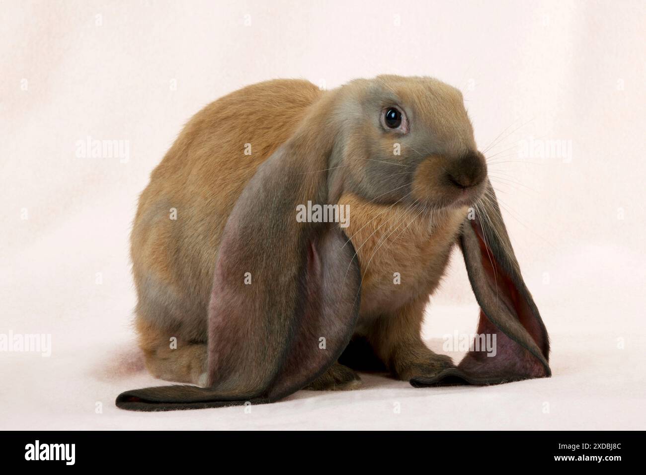 RABBIT - English lop Stock Photo - Alamy