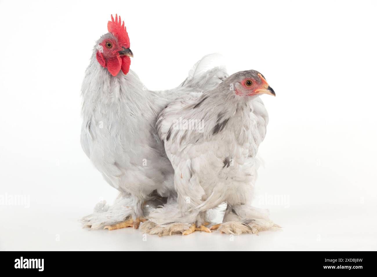 CHICKEN - Peking bantam Stock Photo - Alamy