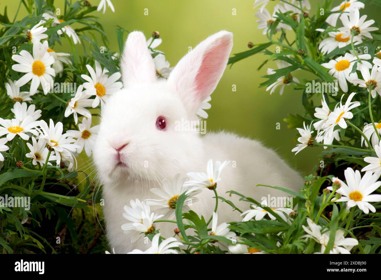 White rabbits with flowers hi-res stock photography and images - Alamy