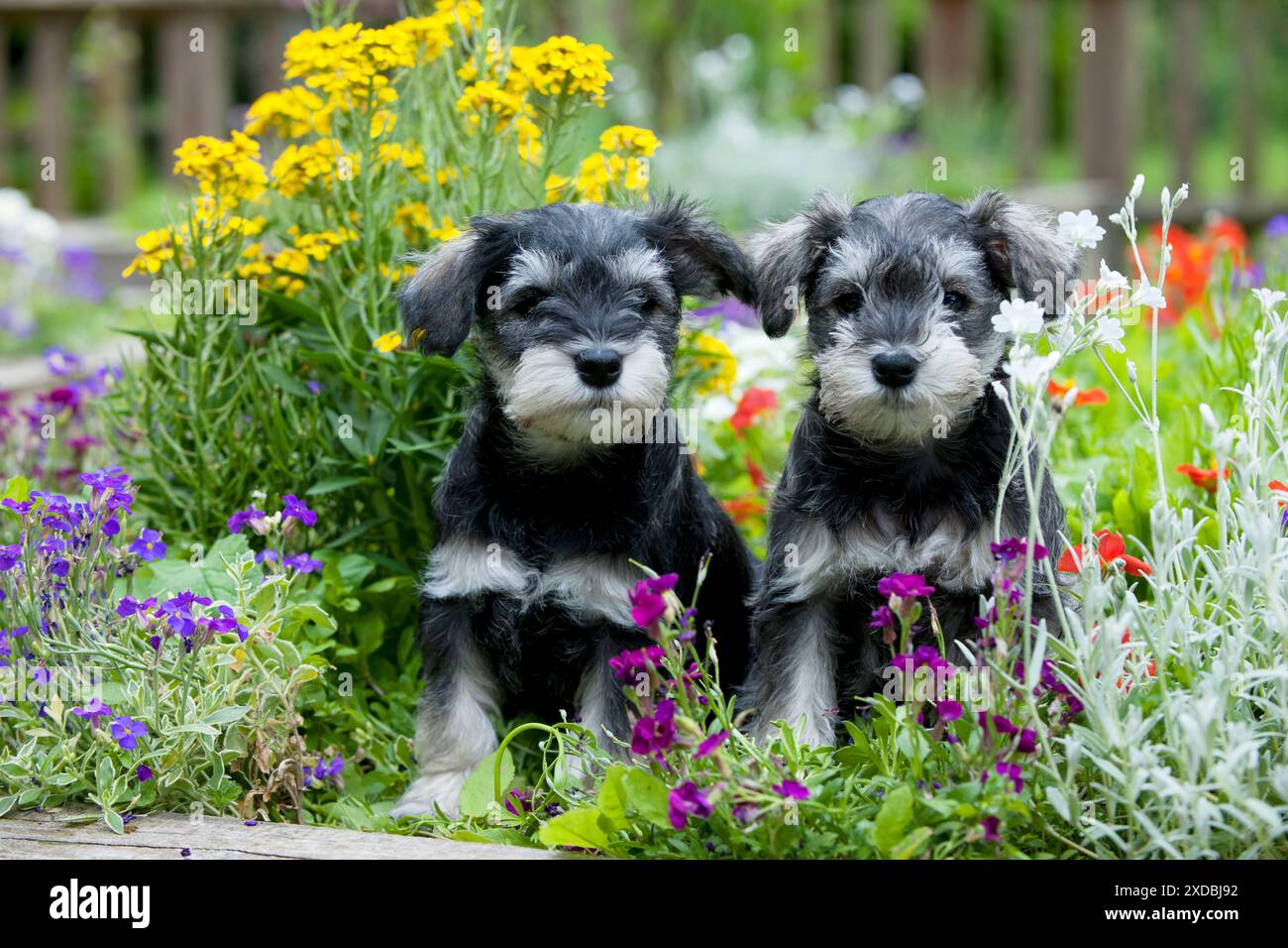 DOG - Schnauzer puppies Stock Photo - Alamy