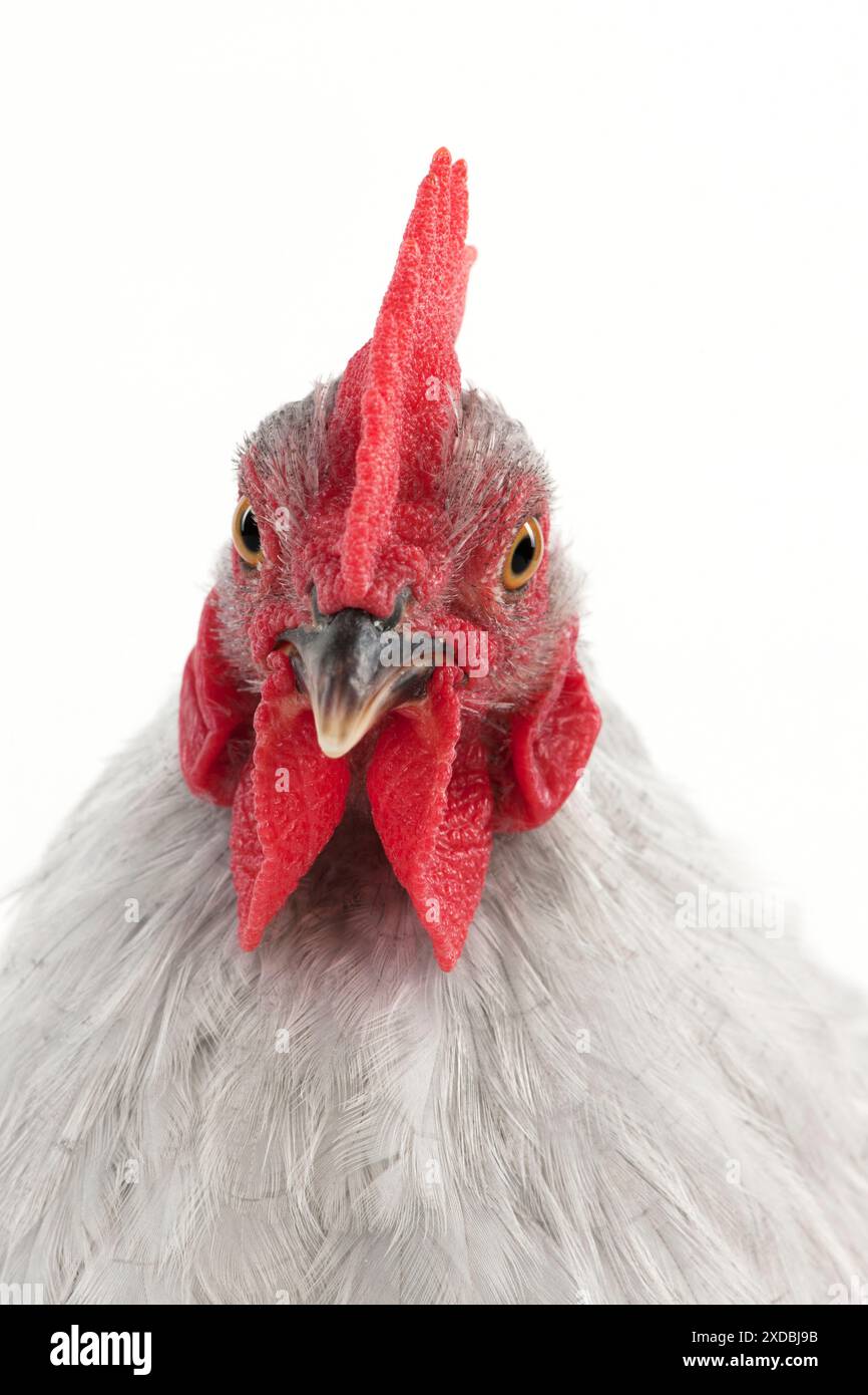 CHICKEN - Peking bantam Stock Photo - Alamy