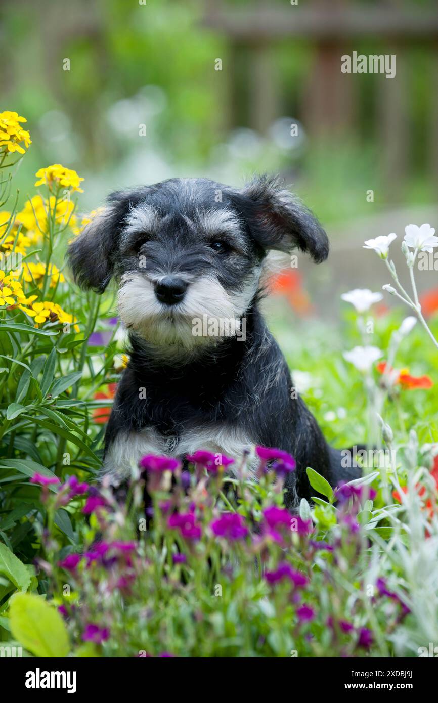 Miniature schnauzer dog summer hi-res stock photography and images - Alamy