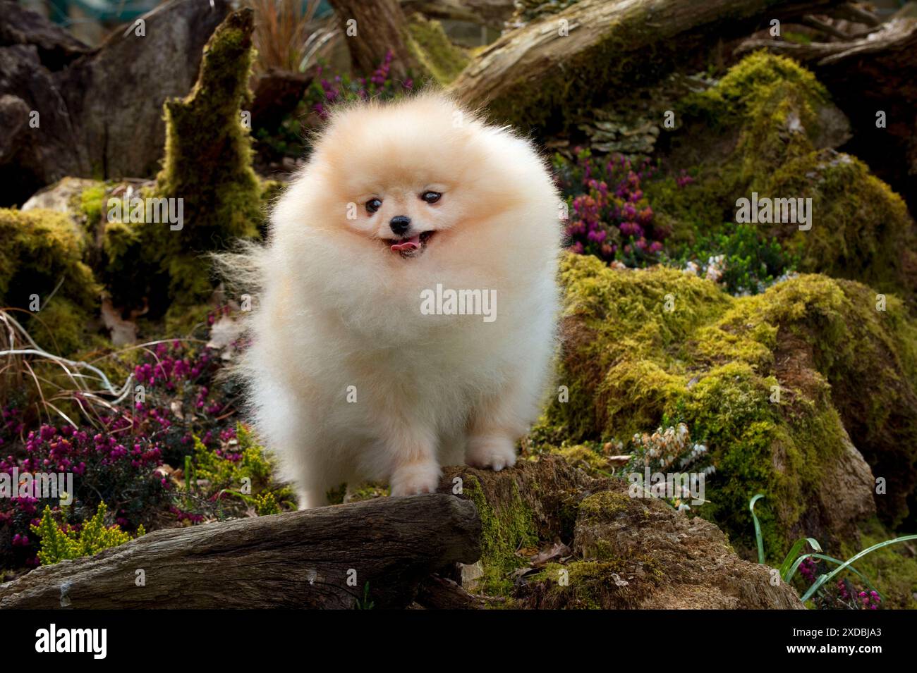 Dwarf pomeranians hi-res stock photography and images - Alamy