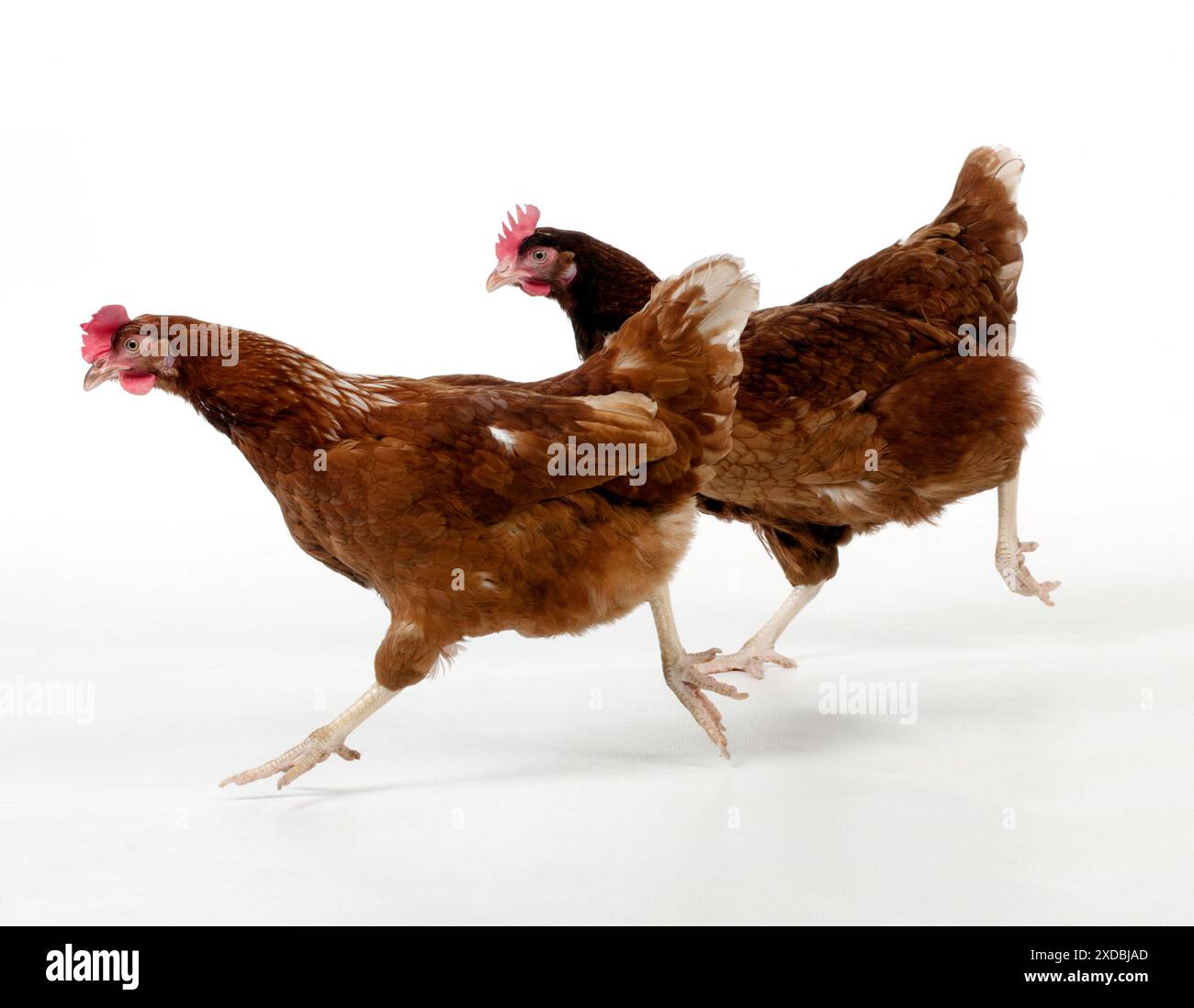 Bird - Poultry Chickens running Stock Photo - Alamy