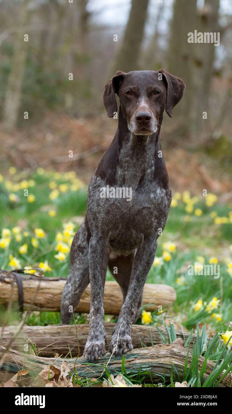 DOG - German short-haired pointer standing on fallen Stock Photo - Alamy