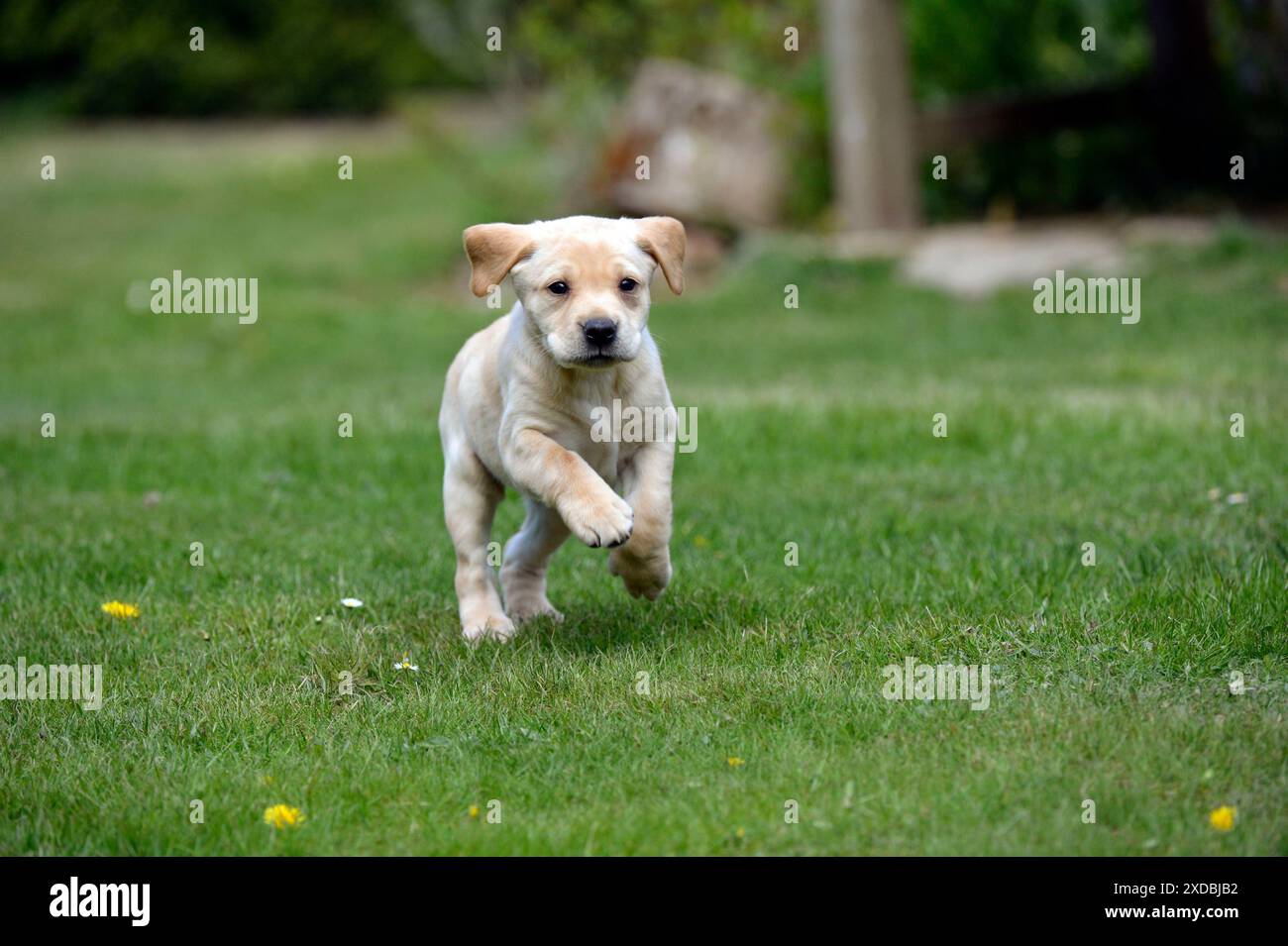 DOG - Yellow labrador puppy running through garden (7 weeks Stock Photo ...
