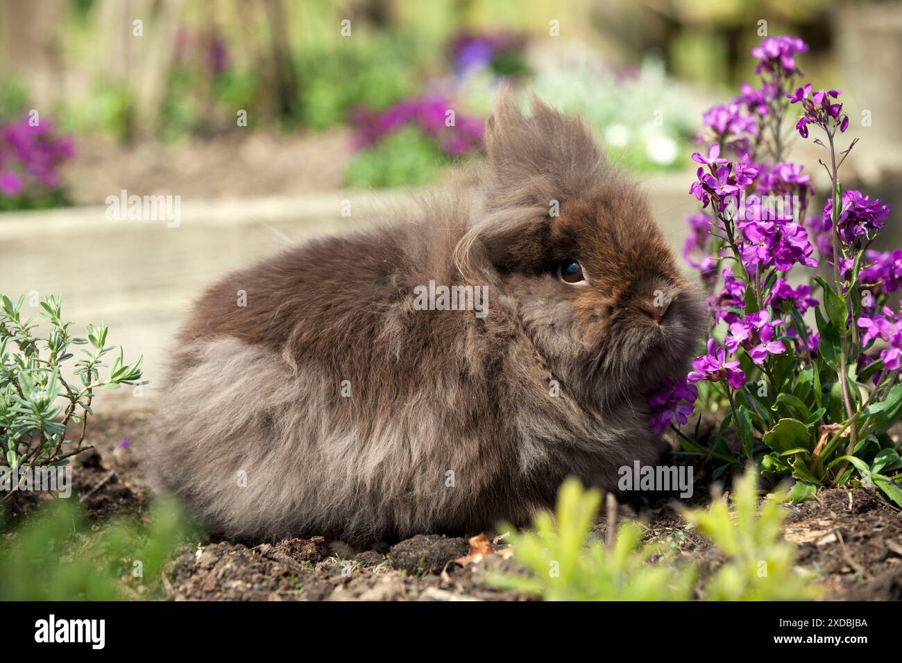 RABBIT - Lionhead rabbit Stock Photo - Alamy