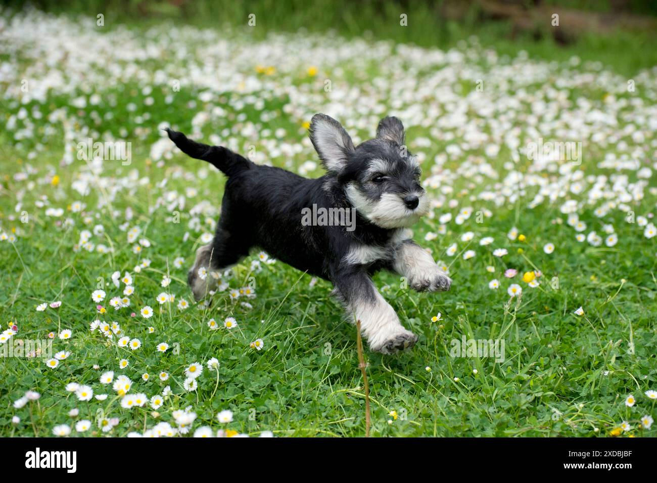 Miniature schnauzer running hi-res stock photography and images - Alamy