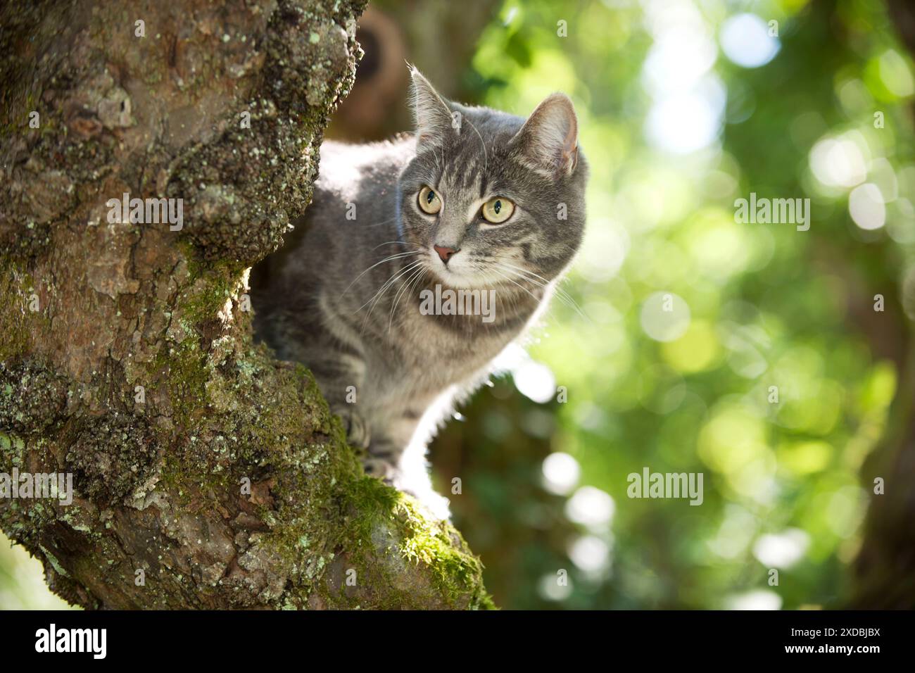 CAT - Grey tabby cat Stock Photo - Alamy